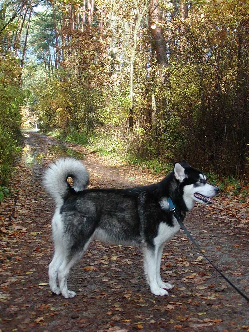 12 Dog Types Whose Tails Tell A More Interesting Story Than You Think