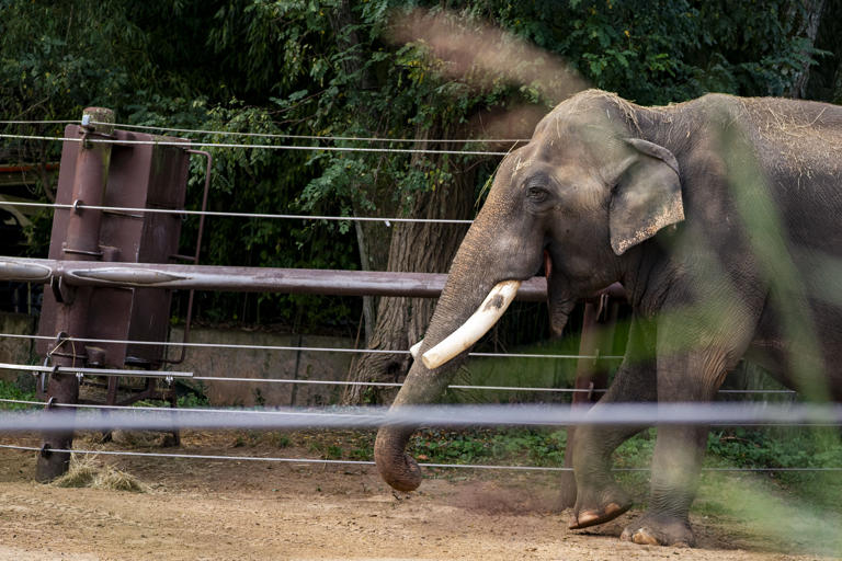 Baby elephant on the way at National Zoo would be its first in 25 years