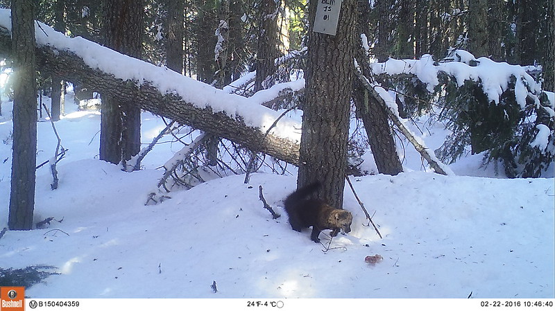 The 16 animals you didn’t know were native to Canada