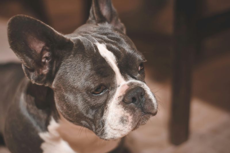 Not A Fan Of Little Dogs? These 15 Breeds Will Convert You