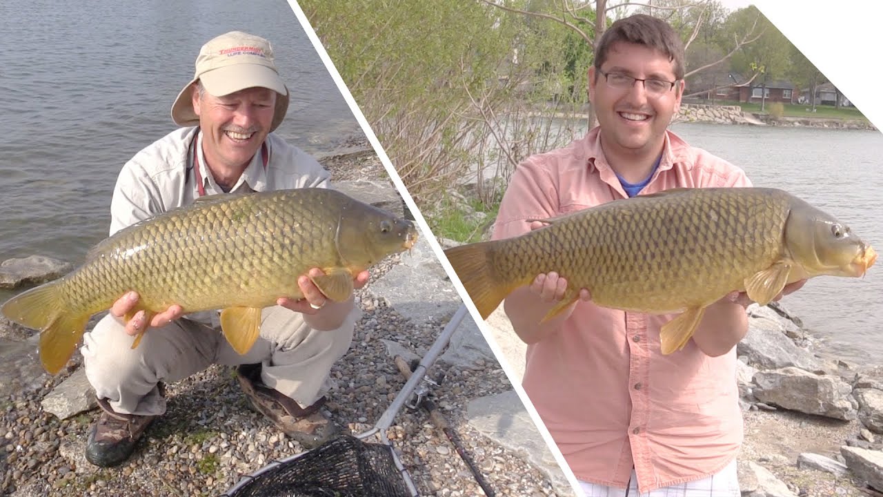 What catches more carp, corn or boilies? (Shore fishing for carp)
