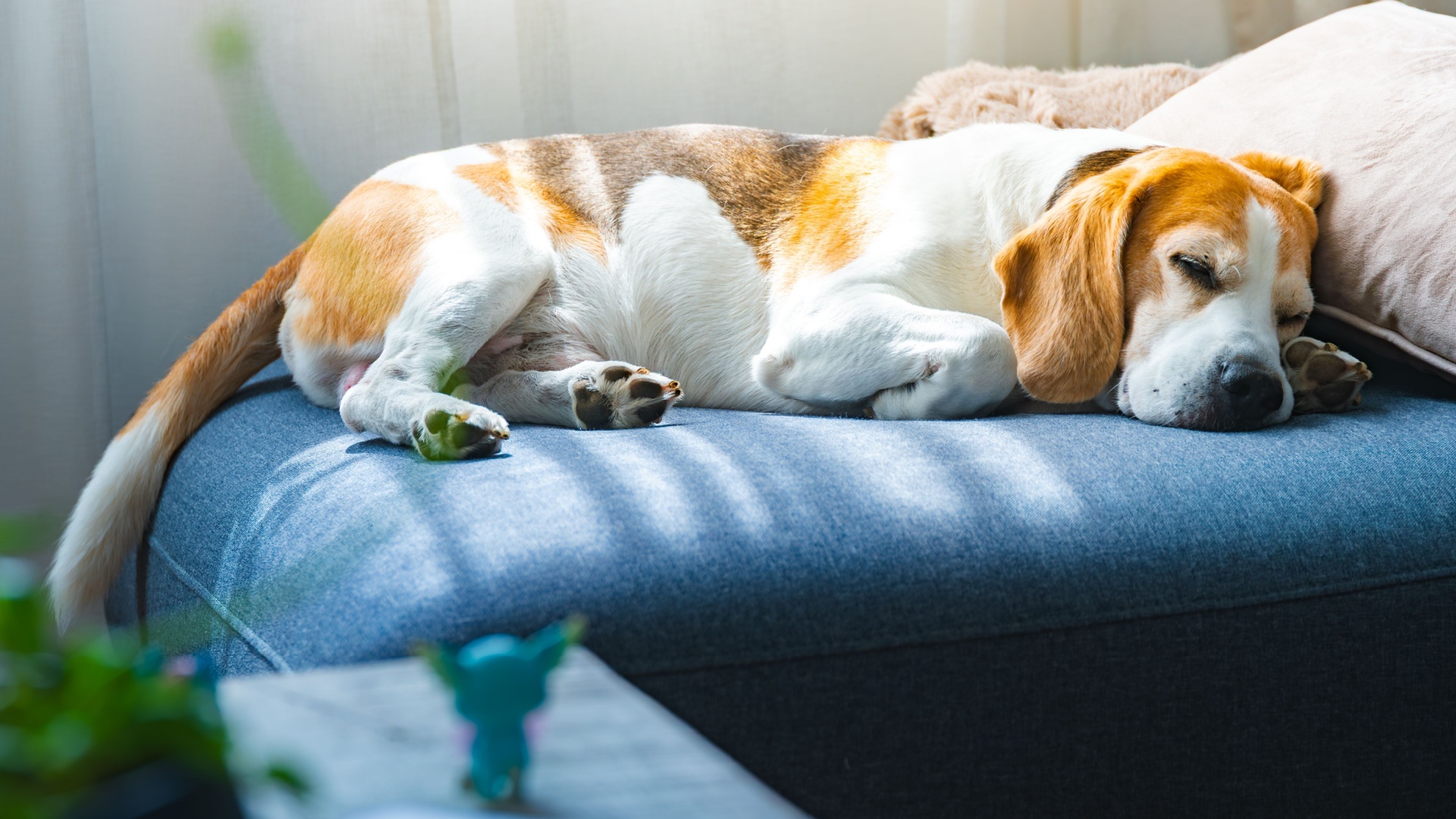 What A Vet Wants You To Know About Waking Up A Dog From A Nightmare