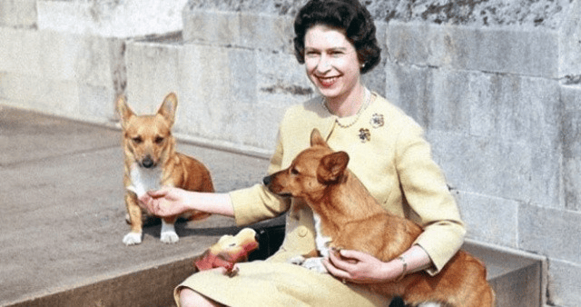 Why were corgis Queen Elizabeth II's favorite dogs?