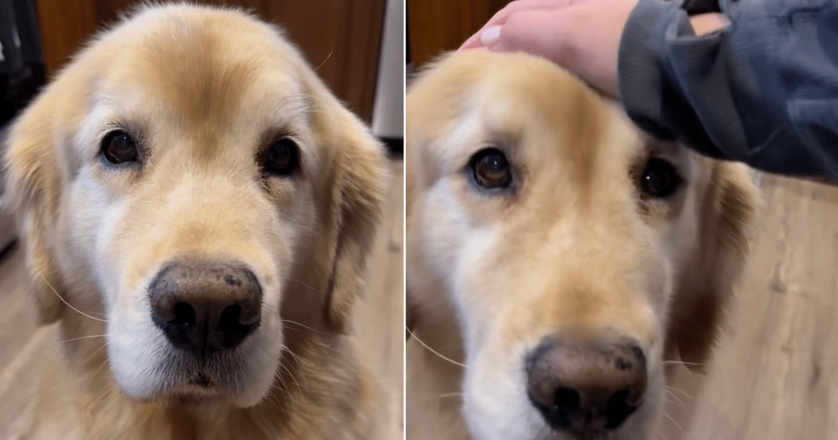 Golden Retriever's Paws Steal the Show in Cute Video