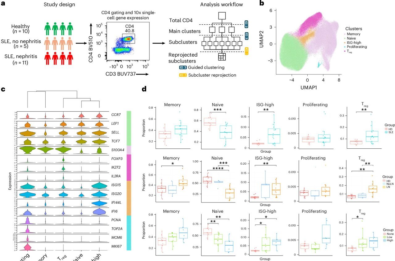 Certain immune cell subtypes drive lupus, study finds