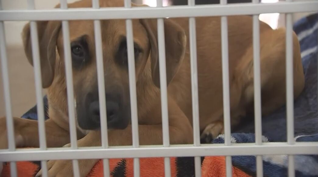 Arizona Humane Society warns of scam targeting owners of missing pets