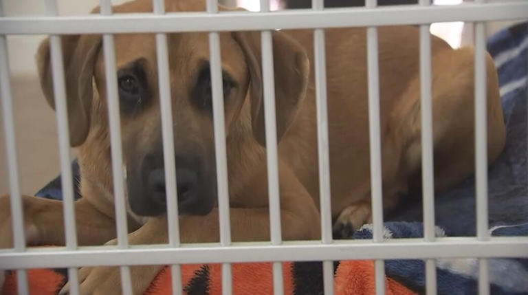 Arizona Humane Society warns of scam targeting owners of missing pets