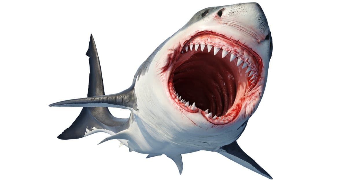 The shark with a bite strong enough to cut through steel