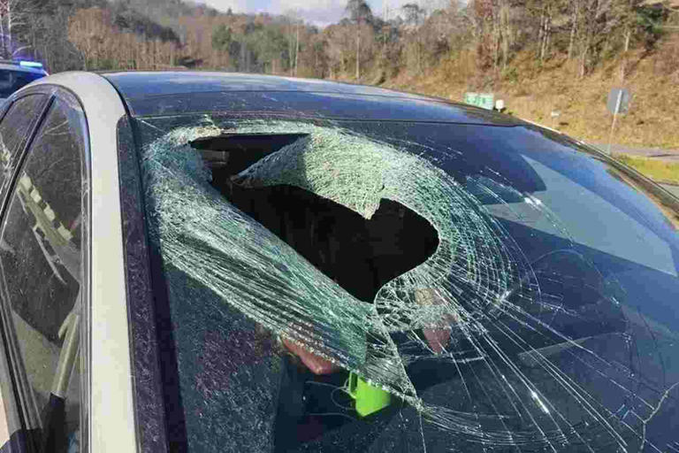 Kaca depan hancur setelah elang menjatuhkan kucing di atas mobil: “Hal ...