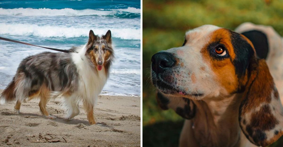 Top 13 Tri-Colored Dogs