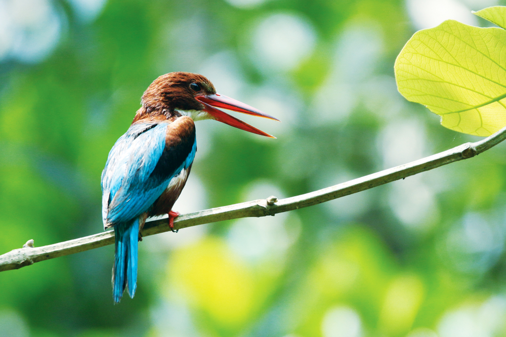 Why a roller coaster park in Tampa is breeding Guam’s rarest bird