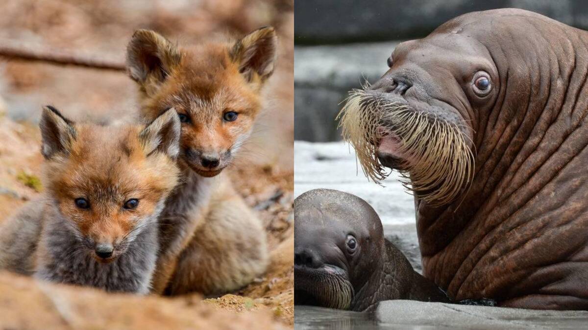 Photos Of Baby Animals That Will Make You Melt Into A Puddle