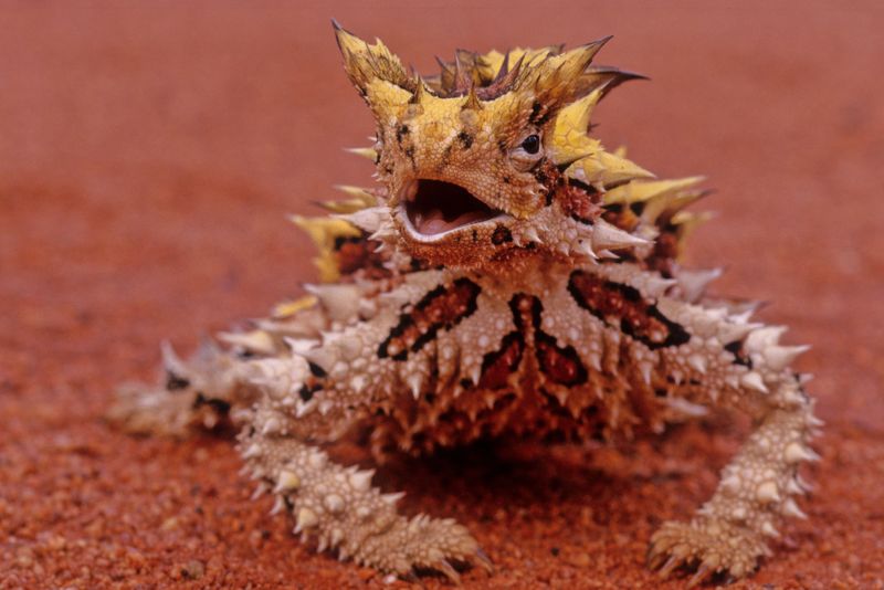 11 Desert Animals With Survival Skills That Seem Impossible