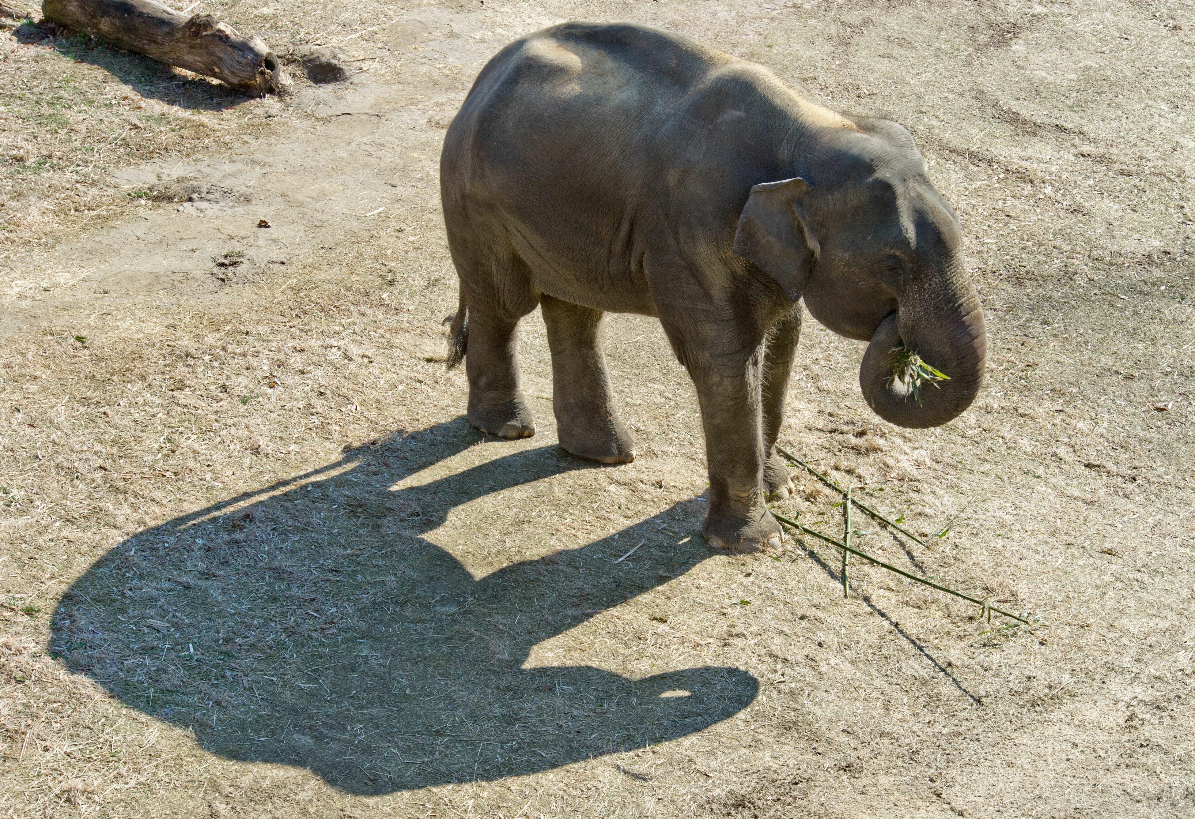 National Zoo Says Elephant Is Expecting A Calf For The 1st Time In 25 Years