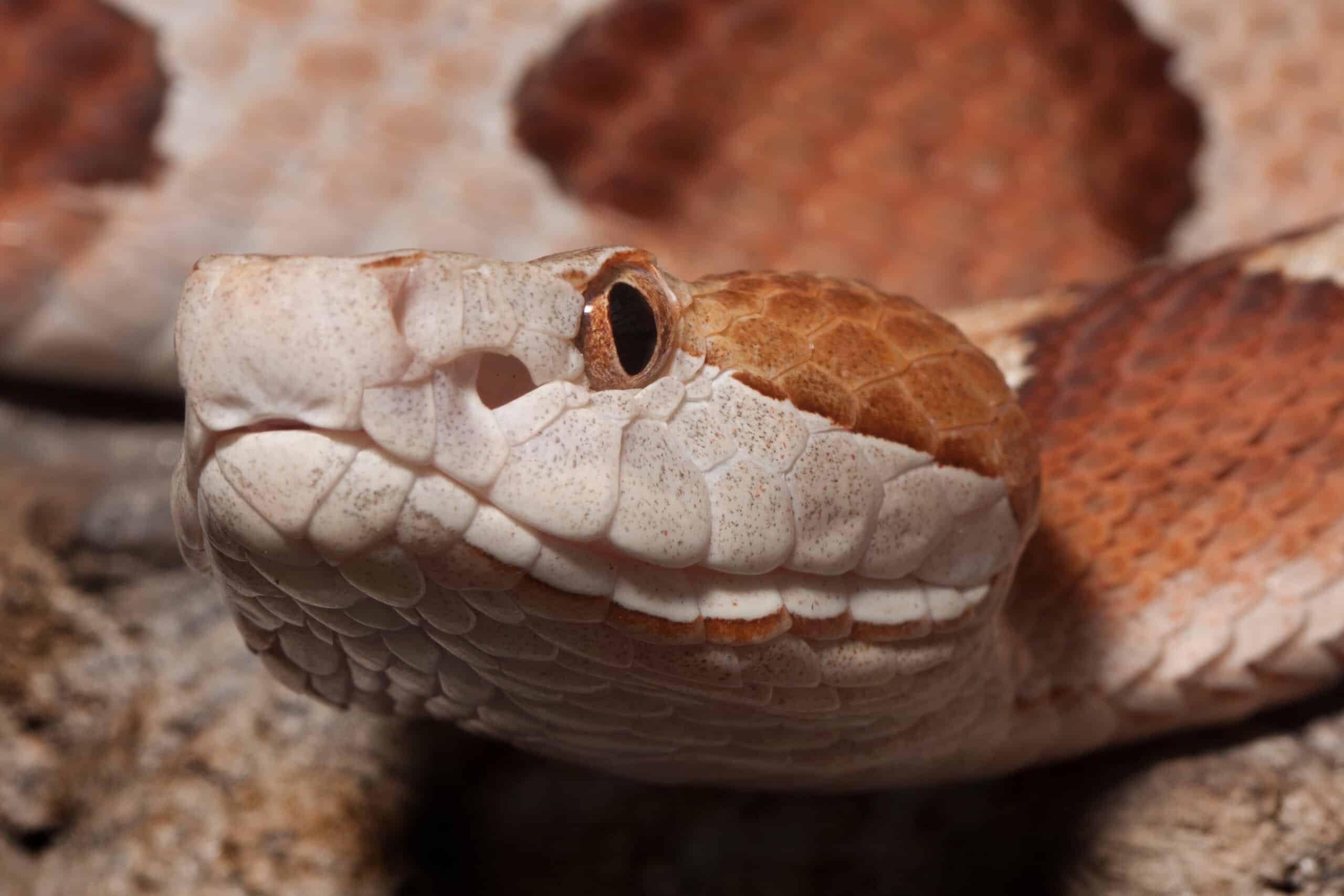 Why copperheads bite more people than any other venomous snake in the US