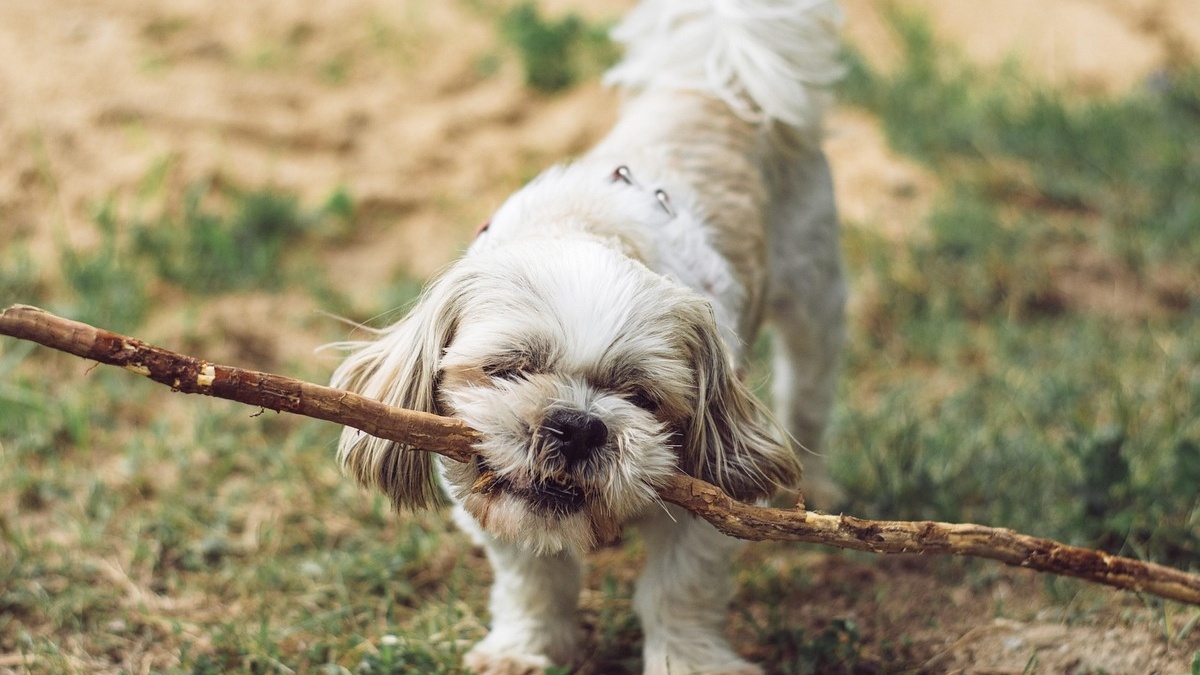 9 things you needed to read before adopting a stray dog