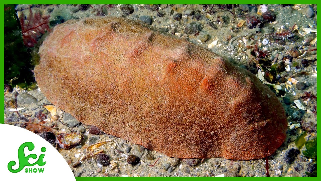 The mollusk hiding rare minerals in its teeth