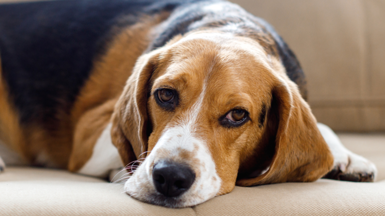 Sad Beagle Showing off His Boo Boo Will Make Your Heart Swell With Love