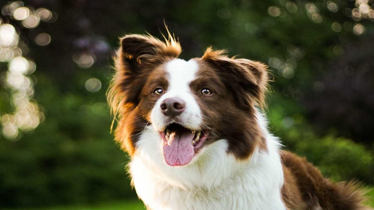 Dog breeds that may develop separation anxiety
