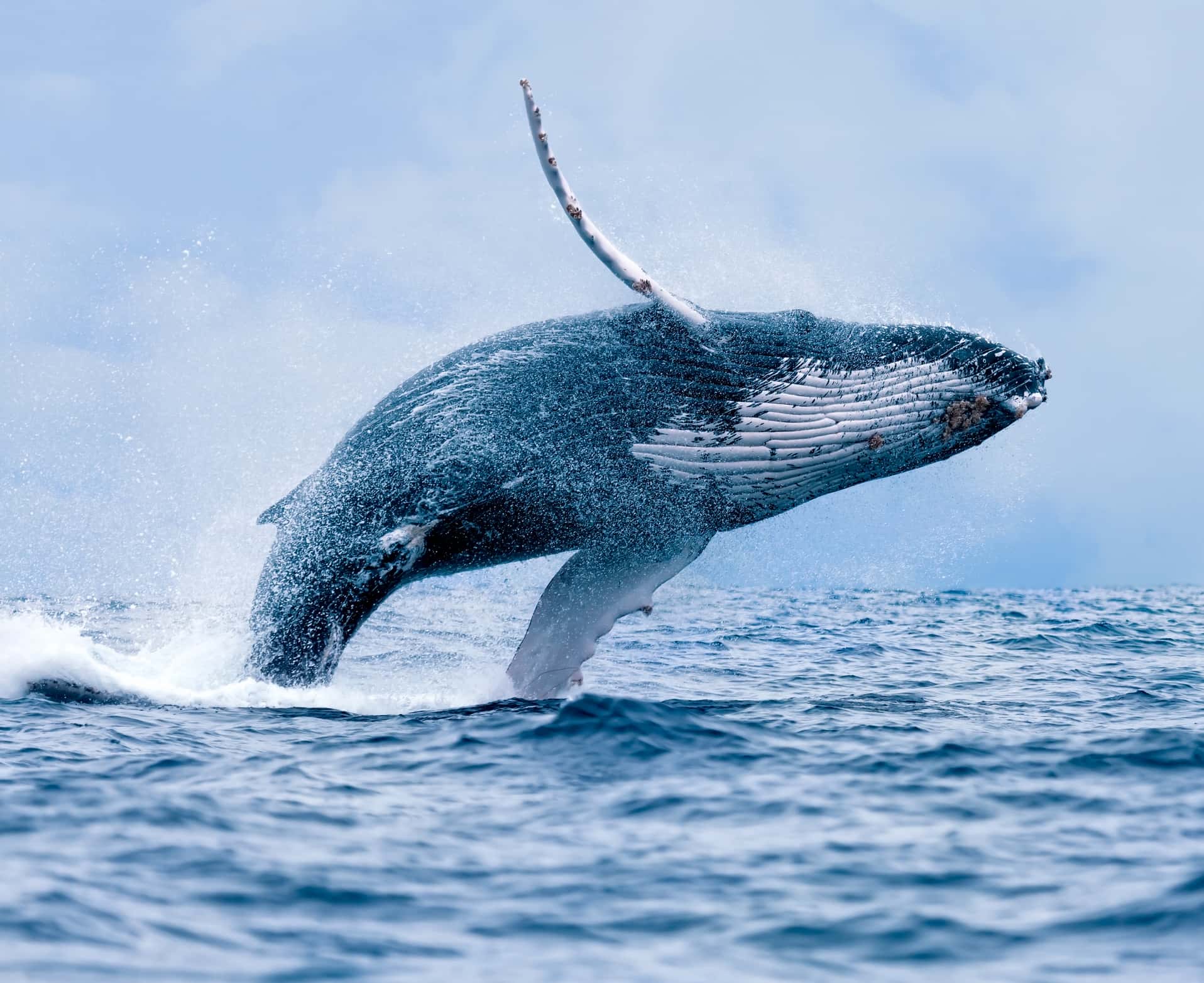 The 15 biggest deep-sea creatures swimming through our oceans
