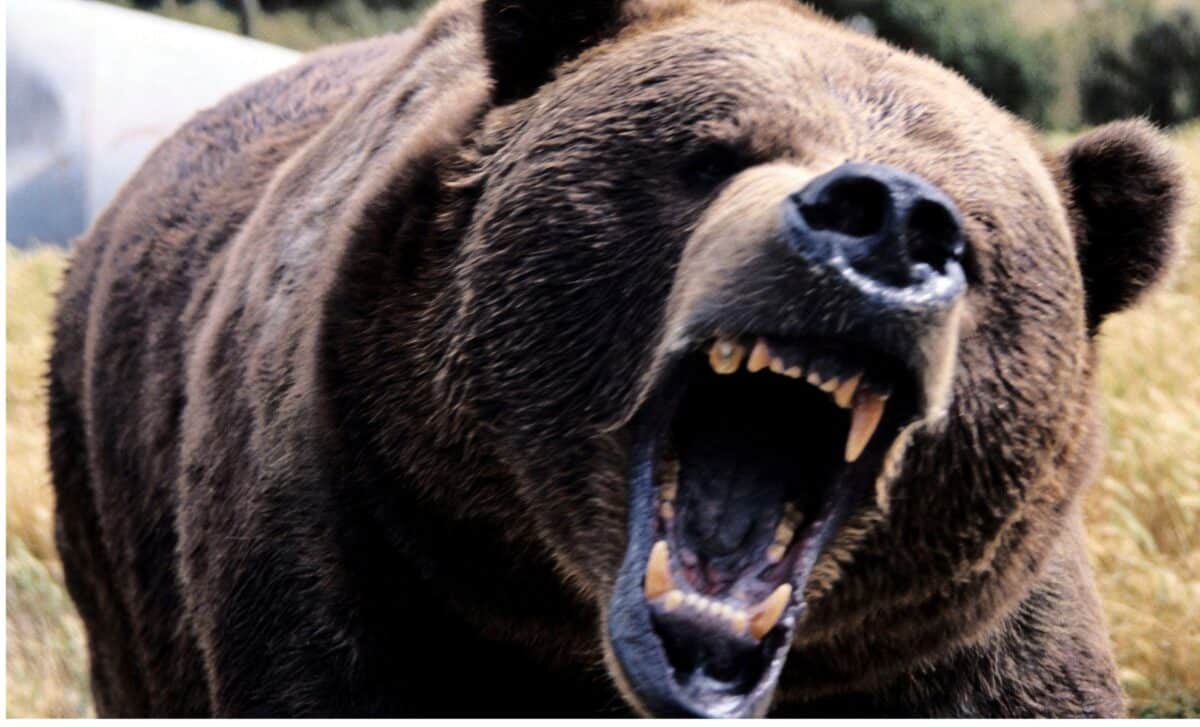 Meet the Giant Bear That Was Twice the Size of Modern-Day Monsters