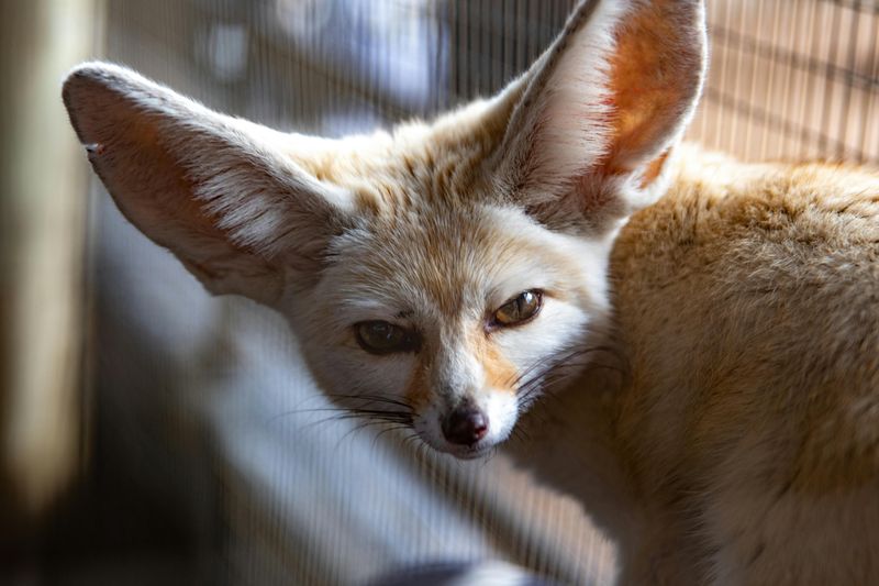 11 Desert Animals With Survival Skills That Seem Impossible