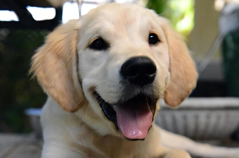 Golden retriever and human behaviors are driven by same genes ...