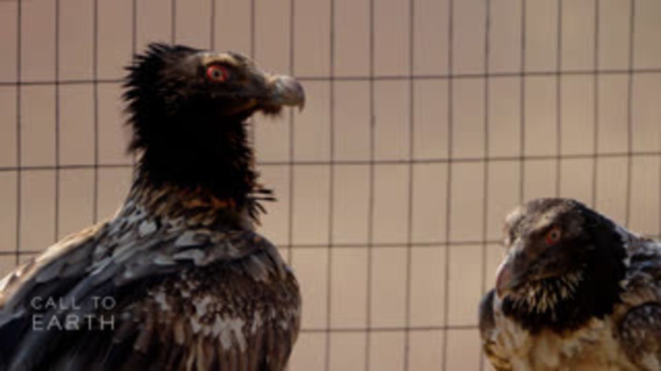 Bearded vulture on the brink: Conservationists in South Africa and ...