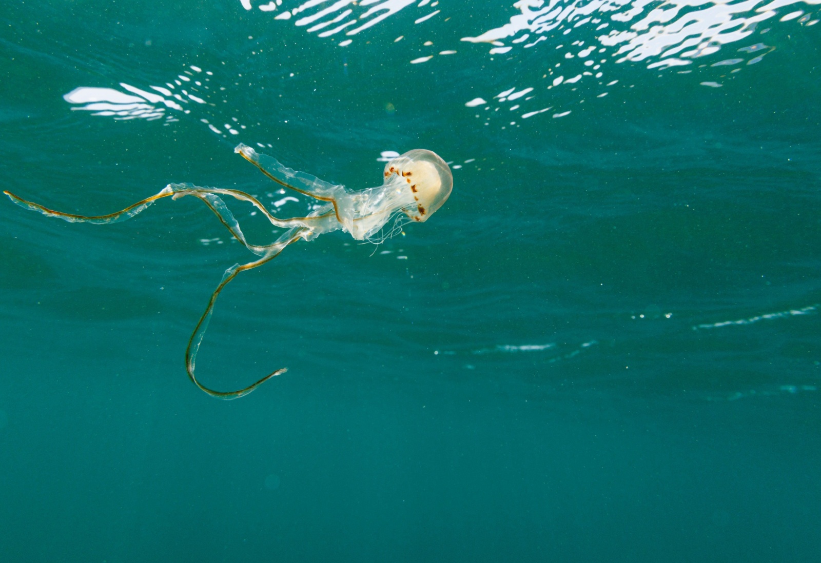 12 Of The Deadliest Venomous Animals Ranked By How Fast They Can Kill You
