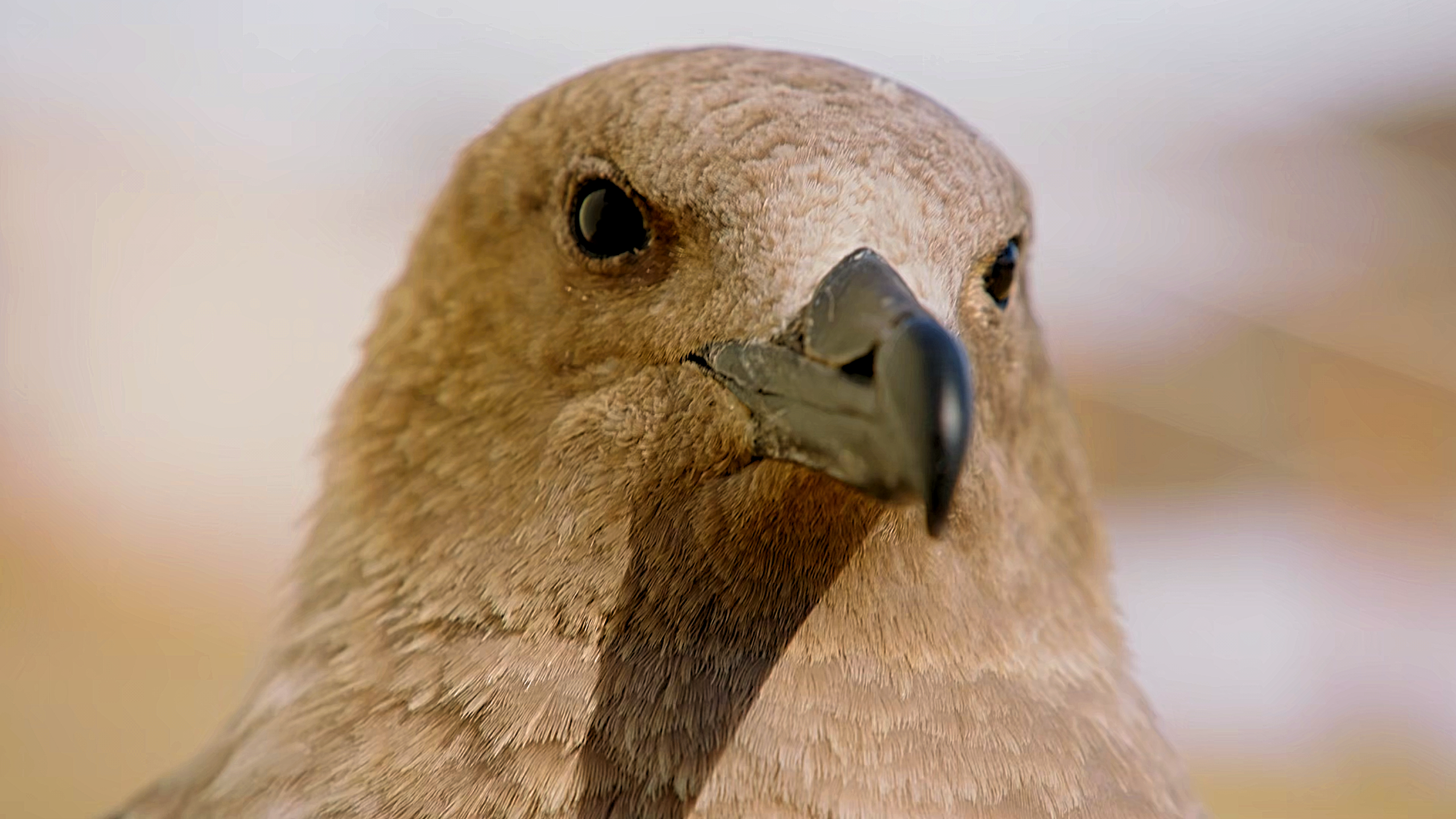 Why Is This Bird Staring So Intently?