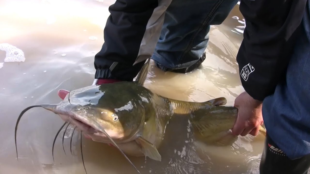 Boatless angler - shoreline fishing for channel catfish and bullhead ...