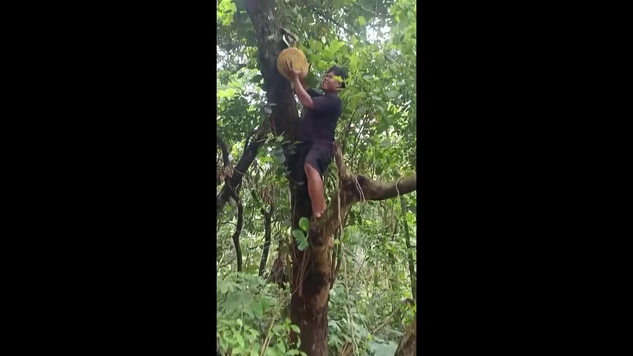 Youngster harvesting jackfruit with friends falls out of tree