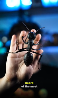 Meet the World’s Most Expensive Ant