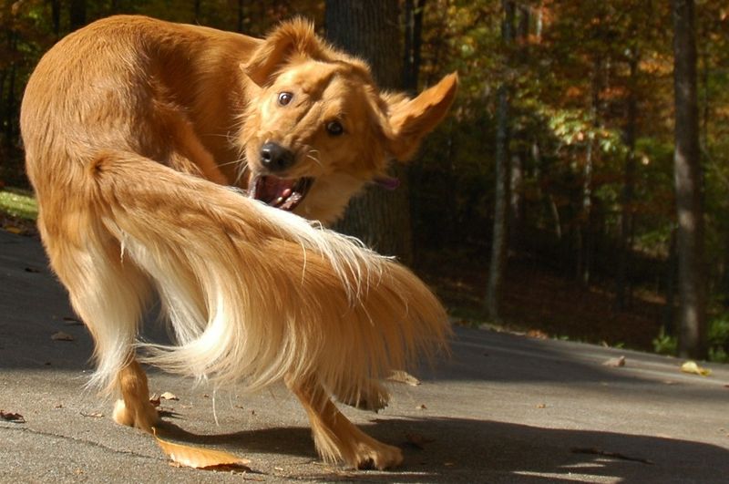 14 Dog Behaviors That Look Funny But Actually Have A Serious Meaning