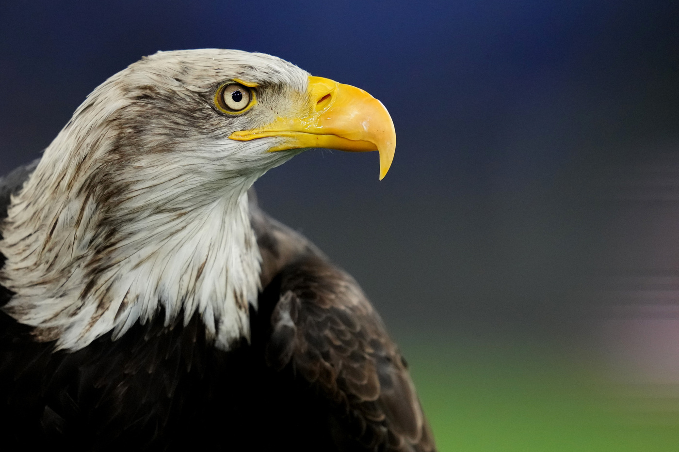 Le struggenti parole di Garruto: così il falconiere dopo il debutto (FOTO)