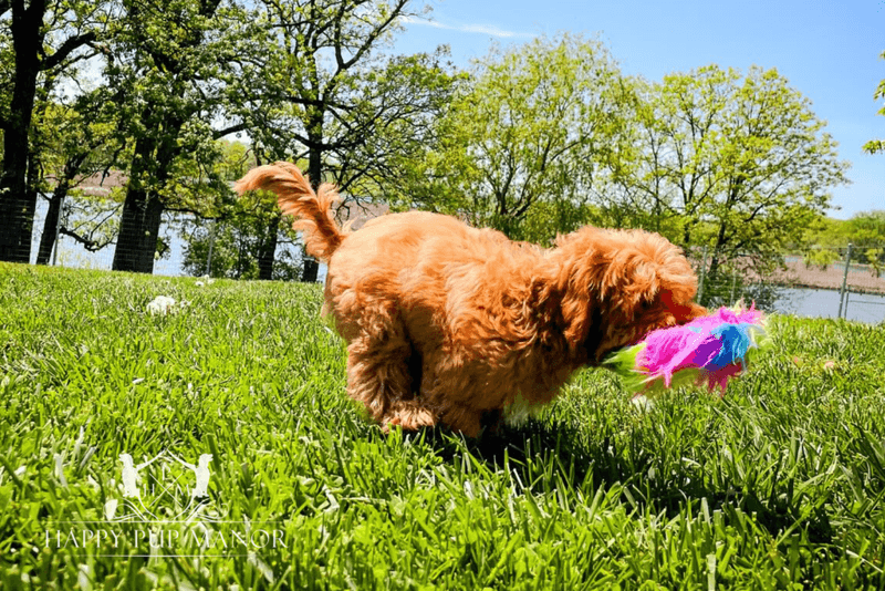 14 Dog Behaviors That Look Funny But Actually Have A Serious Meaning