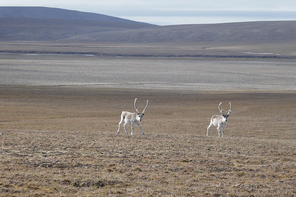 The 16 animals you didn’t know were native to Canada