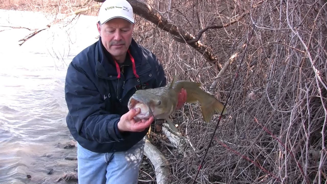 Tips on catching huge spring channel catfish from shore