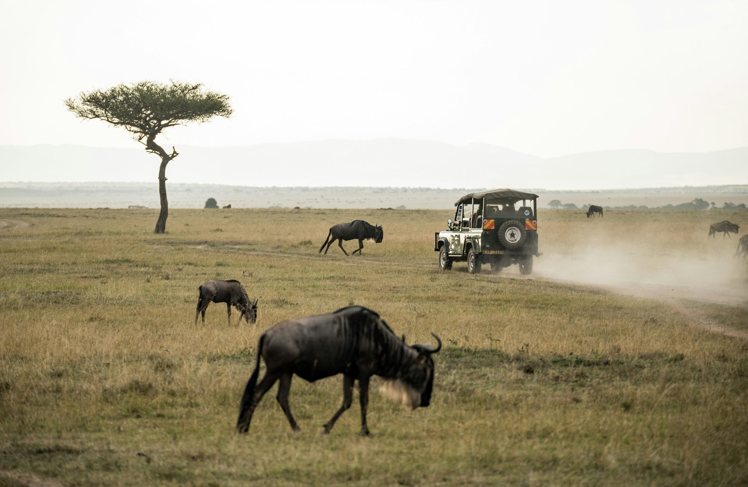 African Safari Mistakes That Ruin The Trip