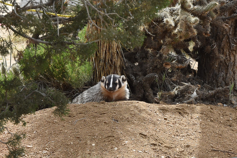 The 16 animals you didn’t know were native to Canada