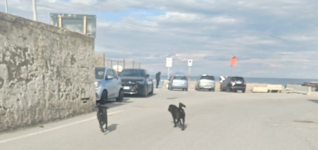 Saponara. Cani aggressivi fuggono da un terreno e feriscono altri animali