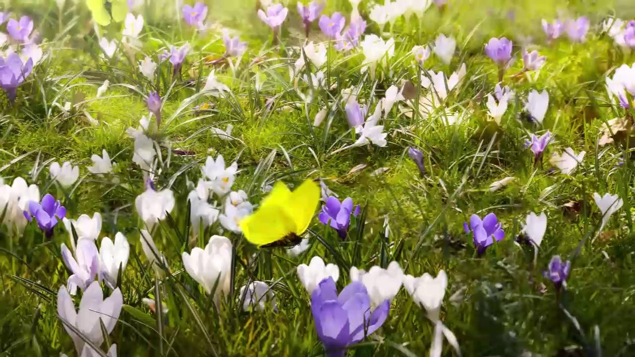 Piano relaxation music for stress relief and healing: Piano ...