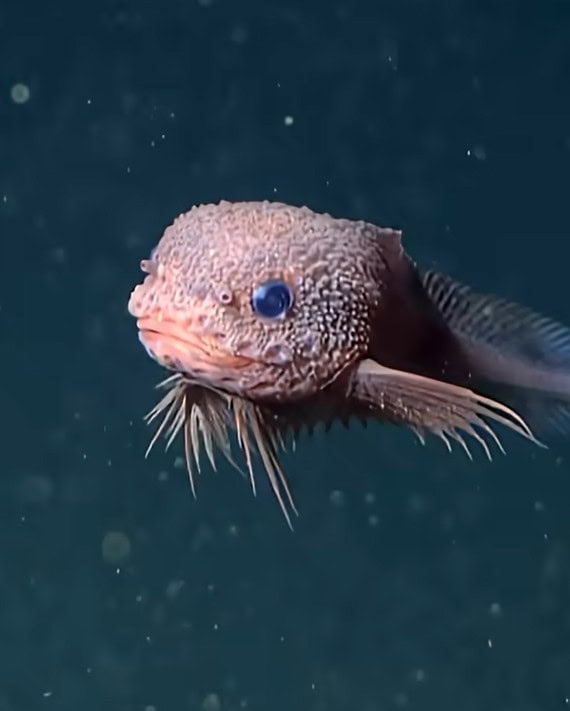 Check Out This Adorable New Deep-Sea Species