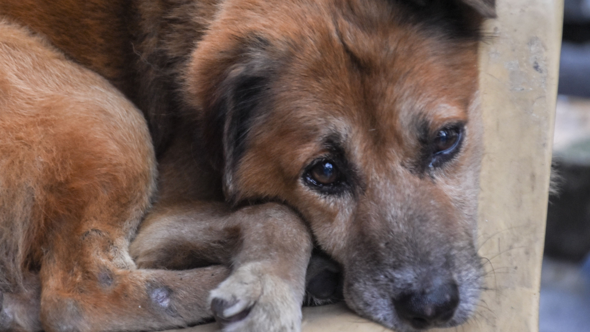 12 Everyday Mistakes That Can Break Your Dog’s Heart