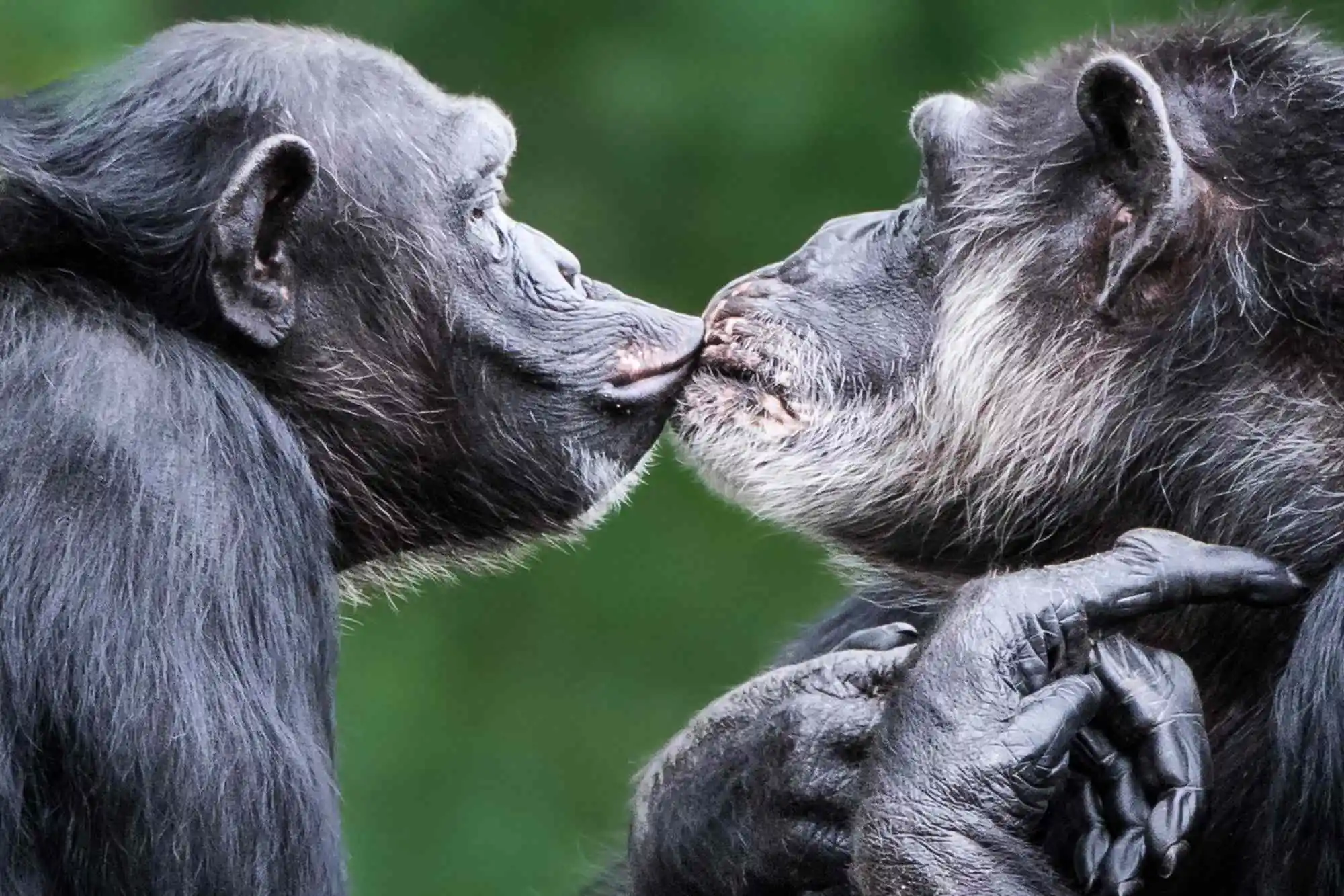 Primeiro beijo do mundo pode ter ocorrido há 21 milhões de anos, muito ...