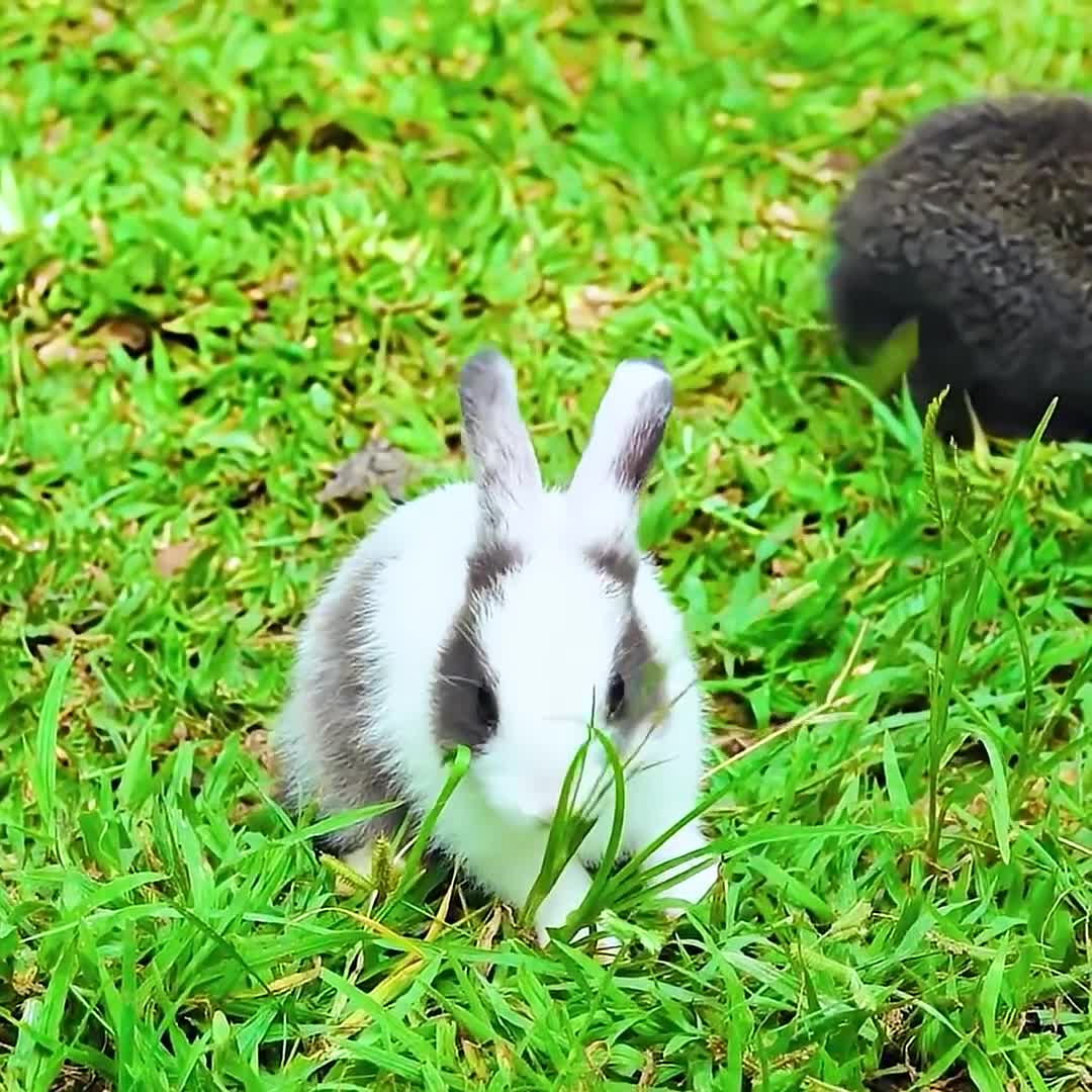 Save the beautiful newborn rabbits and build a mud house for them