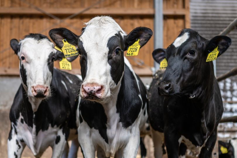 18 cows stolen overnight from West Cork farm
