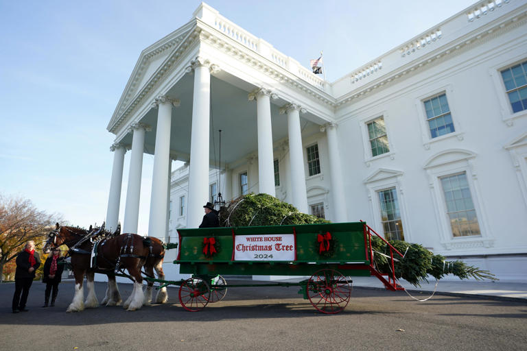 Watch live as Melania Trump welcomes White House Christmas Tree