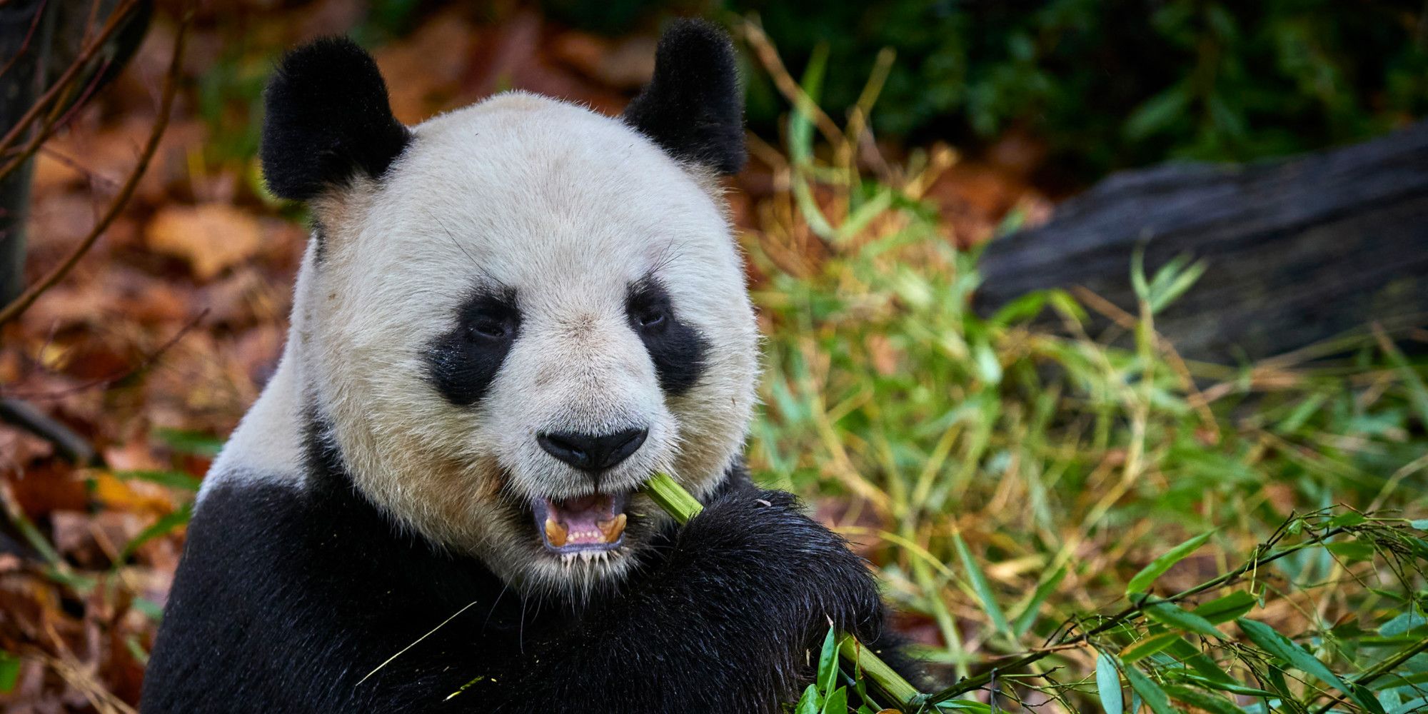 Au Zoo de Beauval, une dernière ovation pour les pandas avant un retour anticipé en Chine