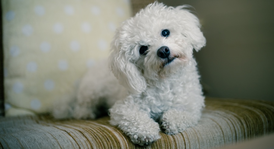 Cani che non perdono pelo: scopri le razze ipoallergeniche perfette per ...